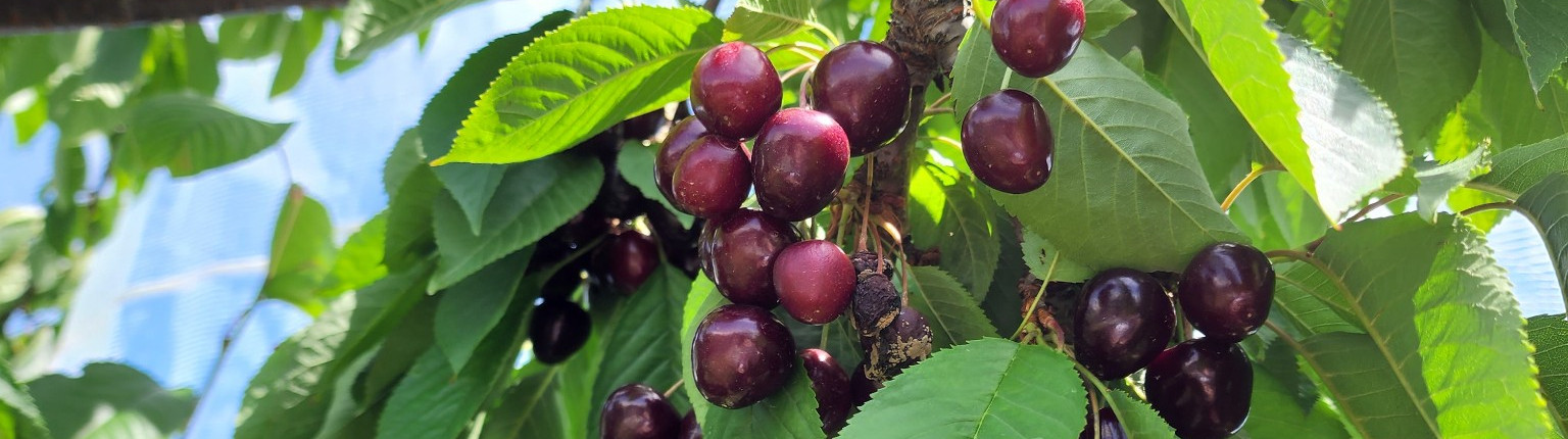 Have a Berry Good Time • Visit North Central