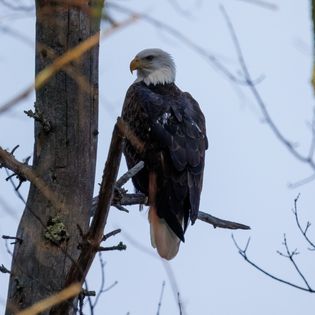 Eagle Eyes • Visit North Central