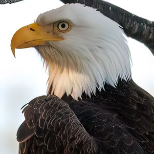 Eagle Eyes • Visit North Central